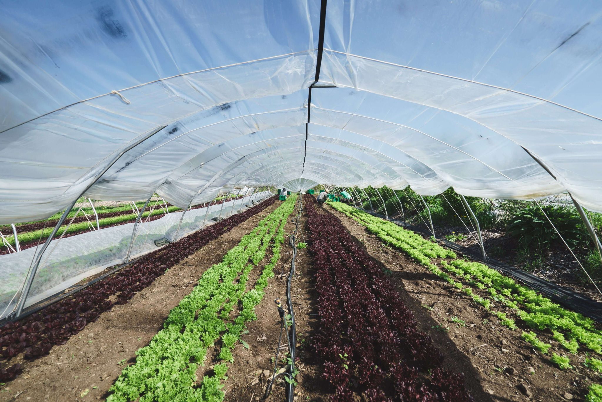 Season Extension & Winter Farming Strategies | Online Course