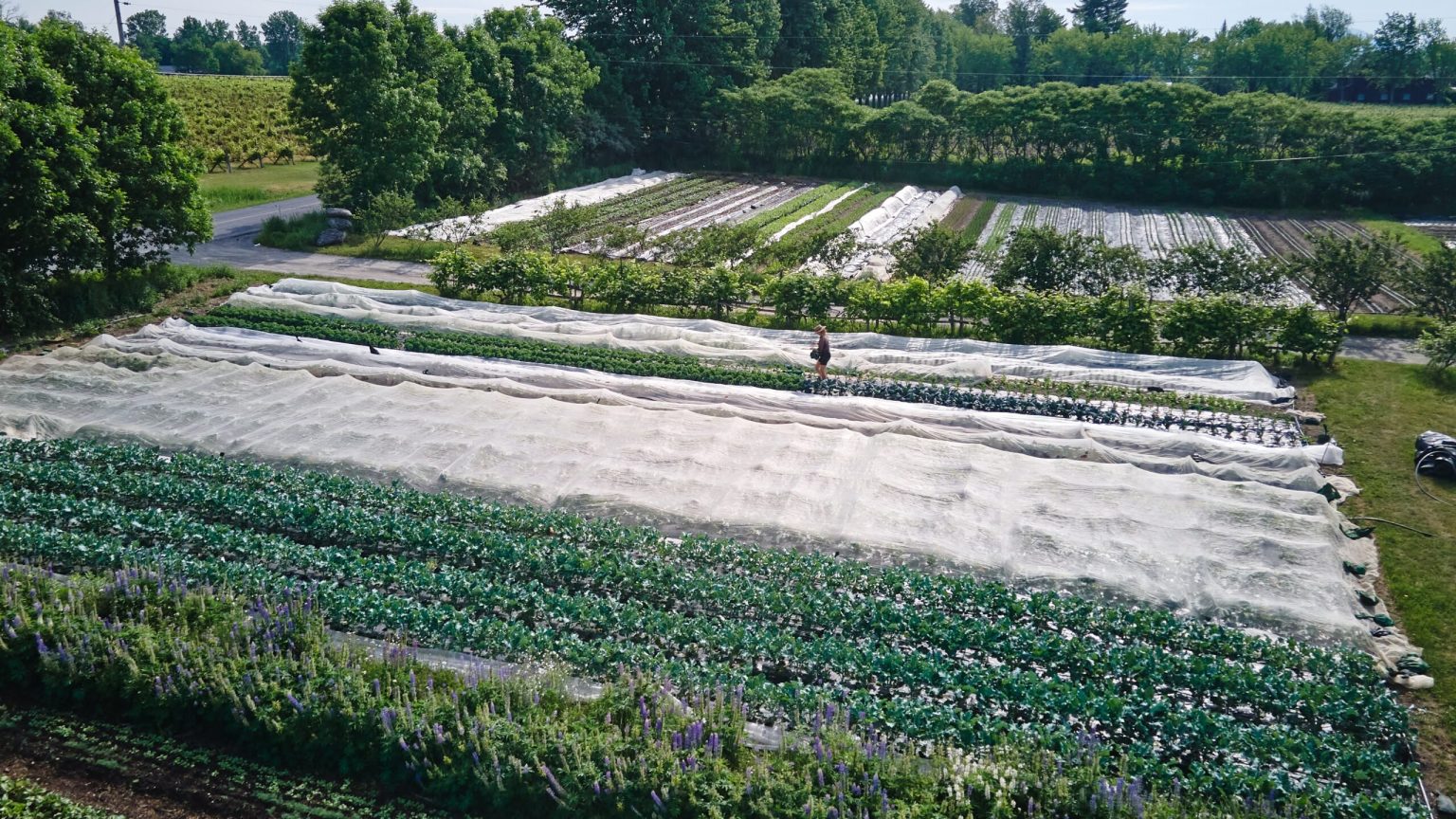 How to Run a Profitable Farm - The Market Gardener