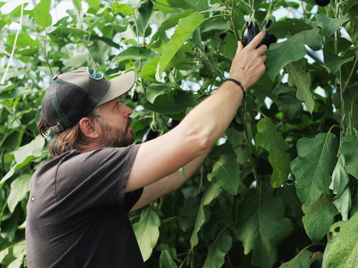 Greenhouse Farming Course Online - Market Gardener Institute