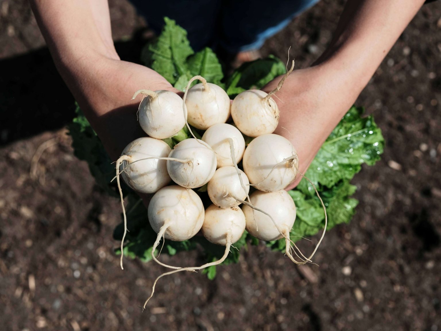 8 Most Profitable Field Crops | Online Course | Market Gardener Institute