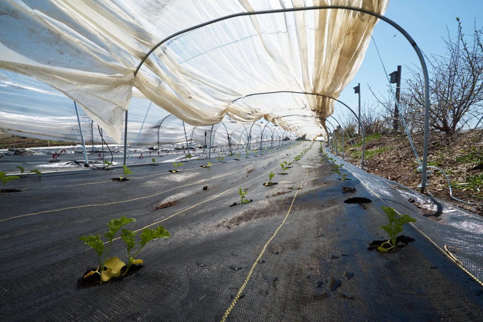 Season Extension & Winter Farming Strategies | Online Course