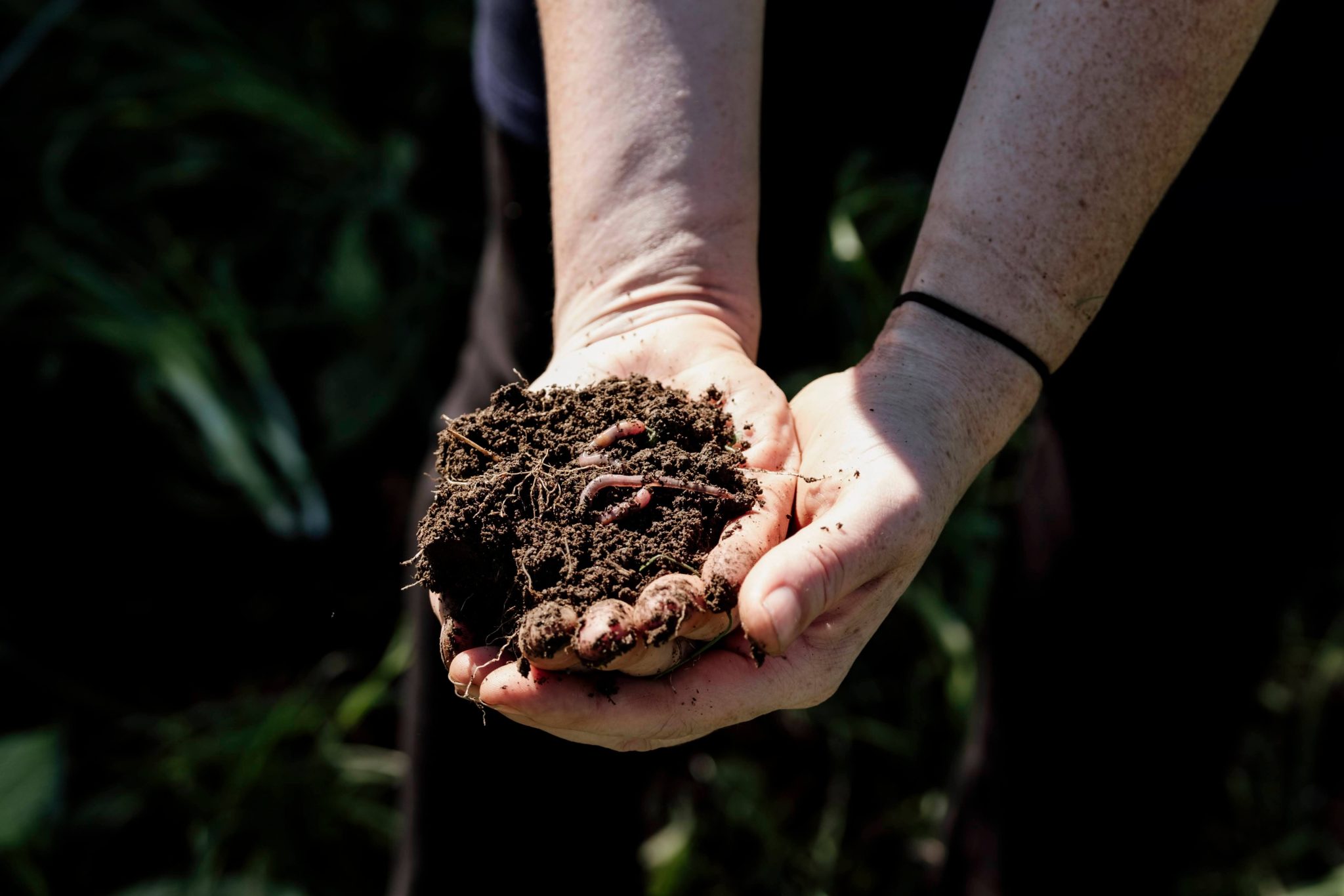 Market Gardening & Organic Farming for Beginners - The Market Gardener