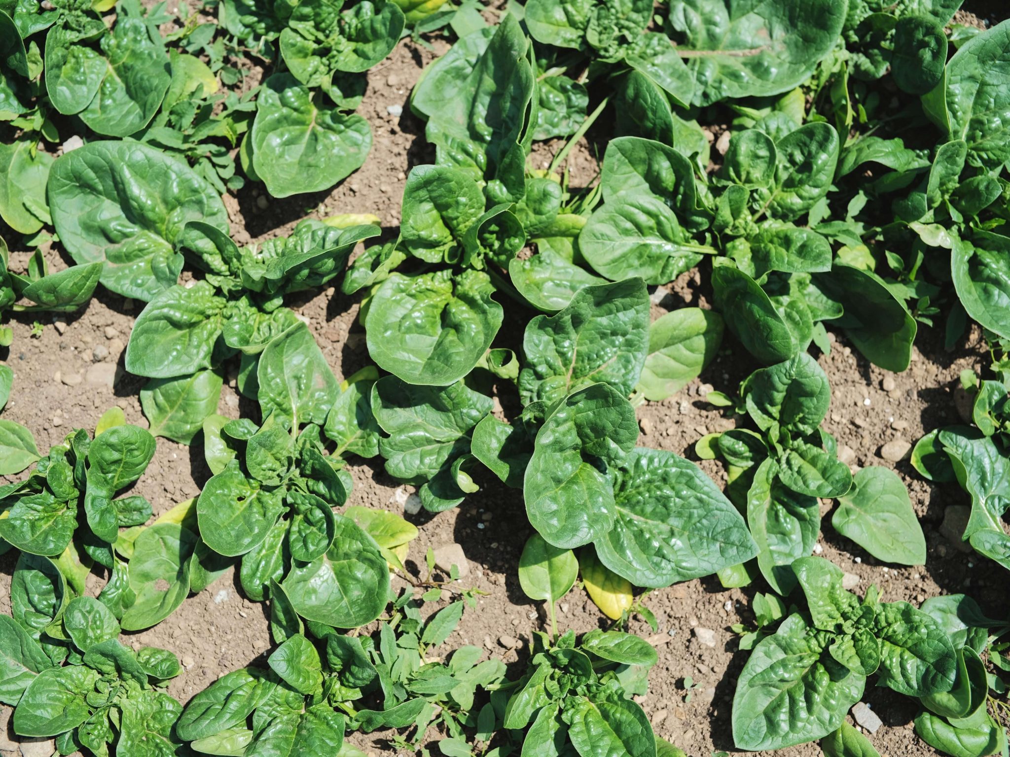 8 Most Profitable Field Crops | Online Course | Market Gardener Institute