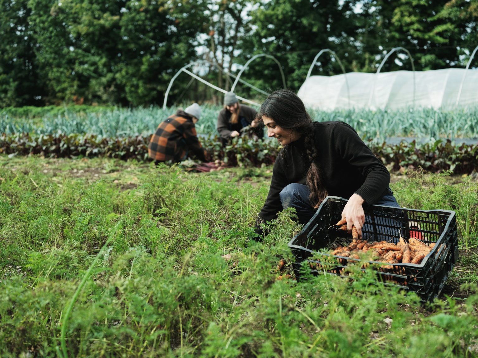 The 15 Most Profitable Crops for Small Farms - The Market Gardener