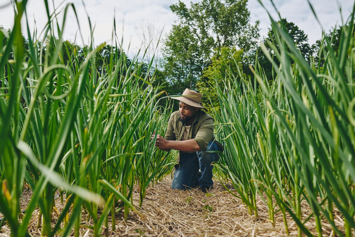 Market Gardening & Organic Farming for Beginners - The Market Gardener