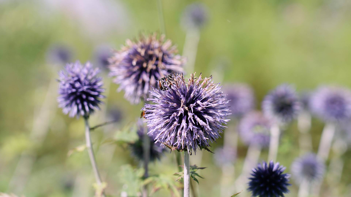 The Main Flower Categories - The Market Gardener