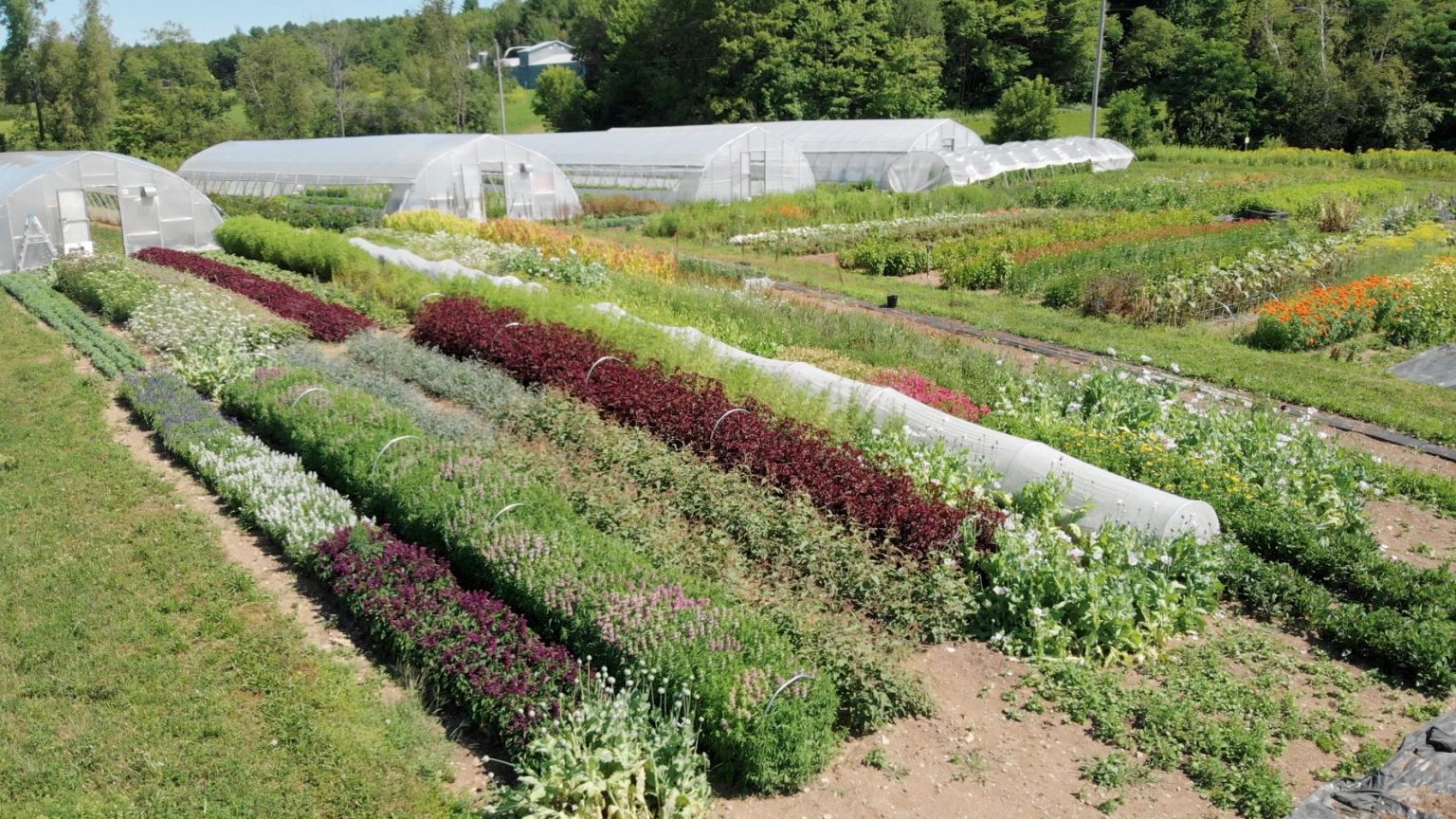 Blog - The Market Gardener