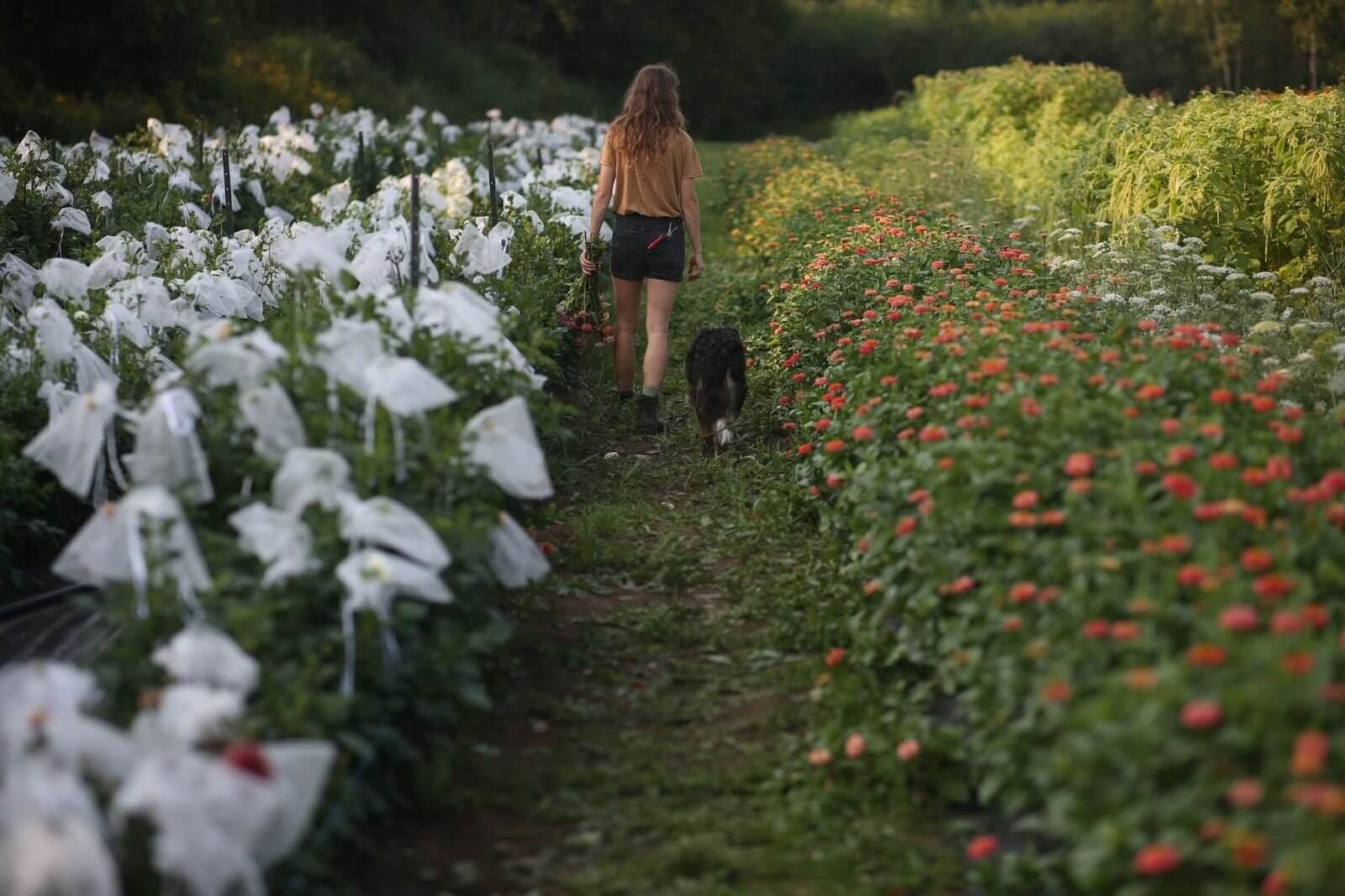 Guide: Most Profitable Flowers to Grow and Sell (2025) - The Market ...