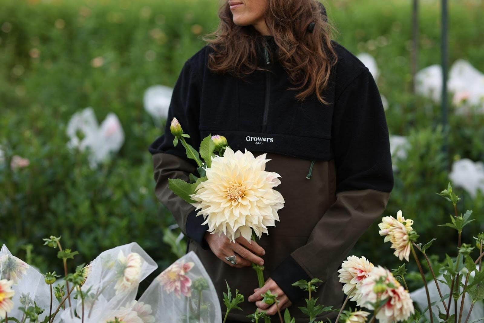 Most Prolific Dahlia Varieties to Grow on a Flower Farm - The Market ...