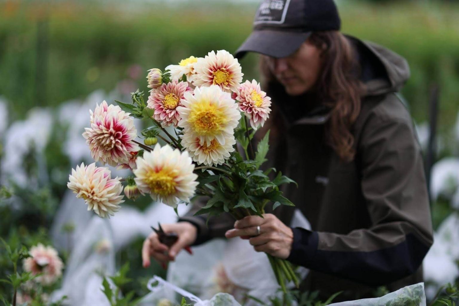 Most Prolific Dahlia Varieties to Grow on a Flower Farm - The Market ...
