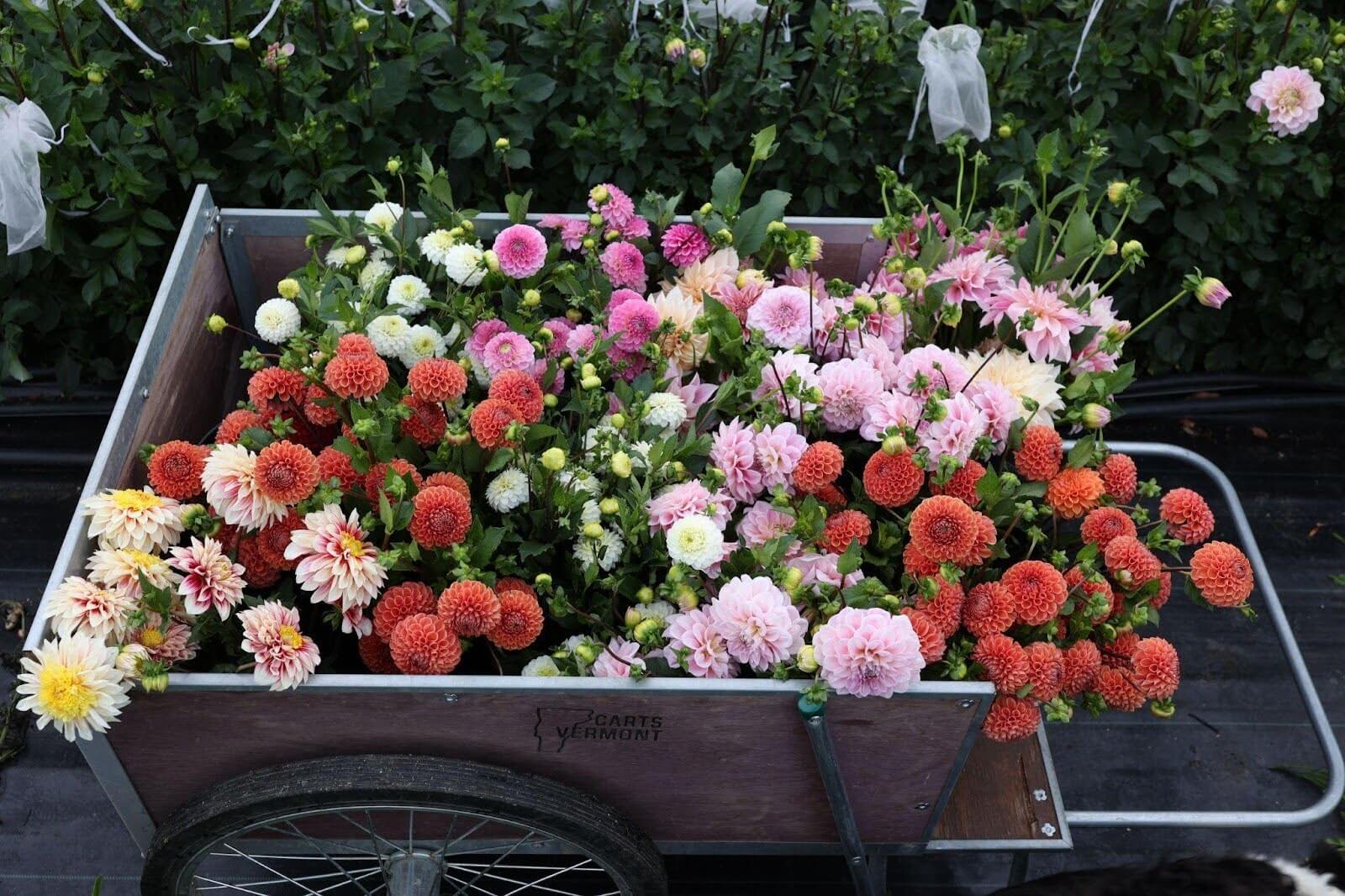 Most Prolific Dahlia Varieties to Grow on a Flower Farm - The Market ...
