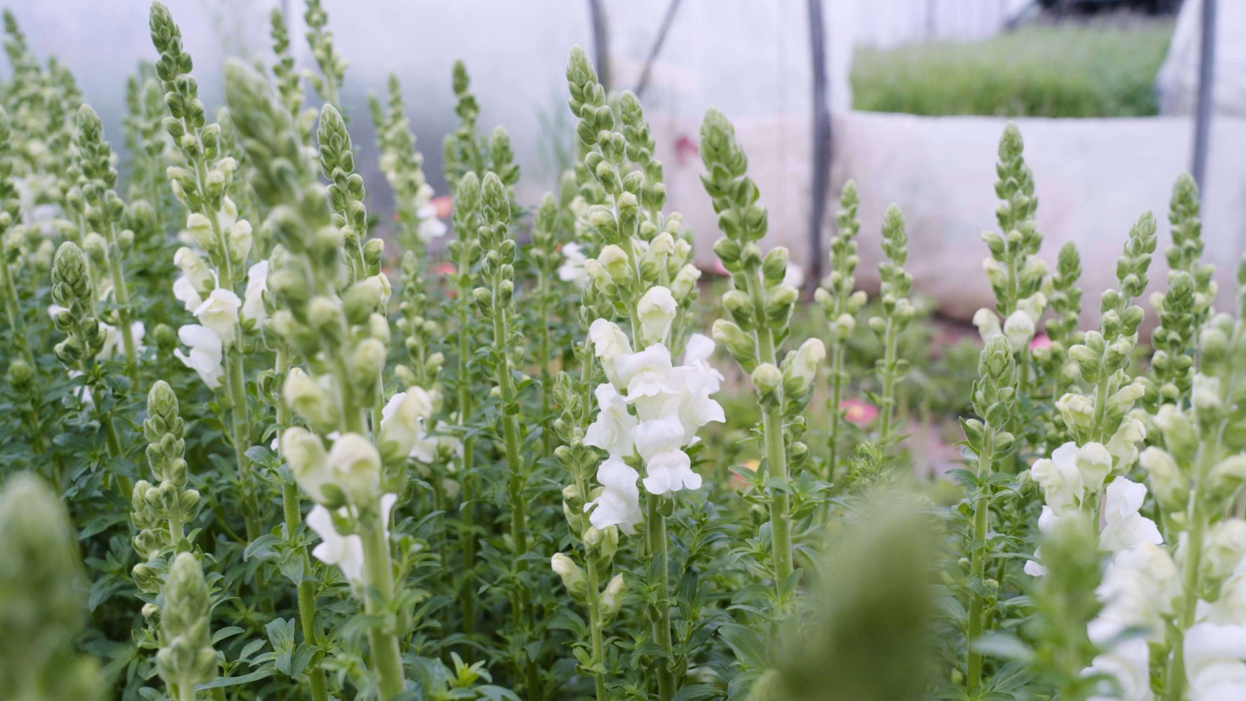 Guide: Most Profitable Flowers to Grow and Sell (2025) - The Market ...