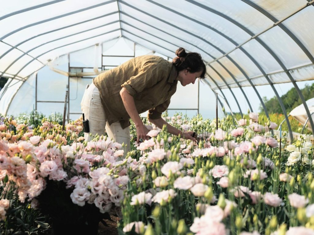Most Prolific Dahlia Varieties to Grow on a Flower Farm - The Market ...