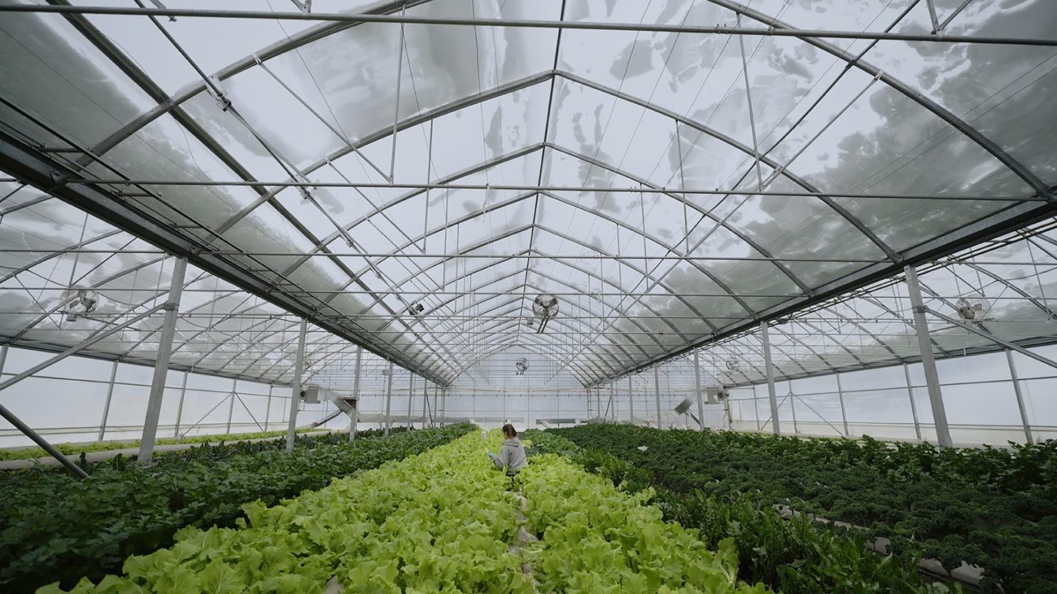 Ultimate Guide to Greenhouse Farming for Market Gardeners - 2025 - The ...