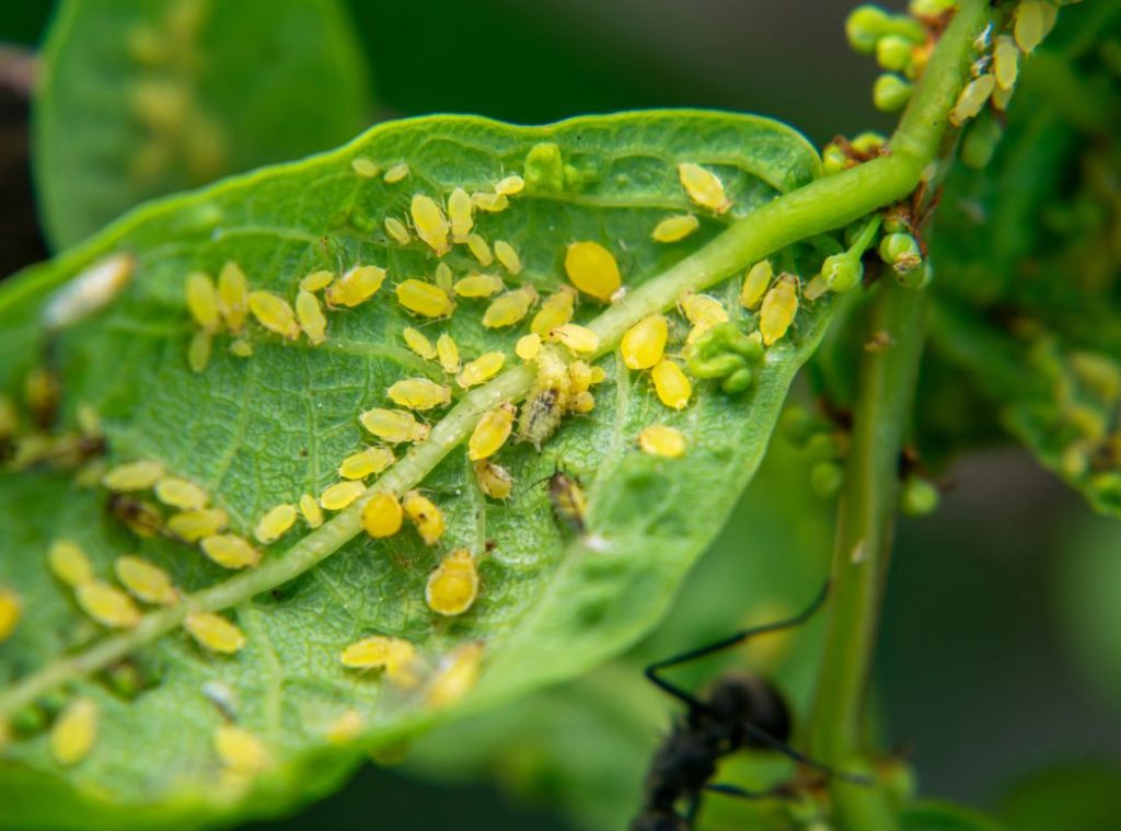 Greenhouse Pest Prevention: The Ultimate Guide - The Market Gardener