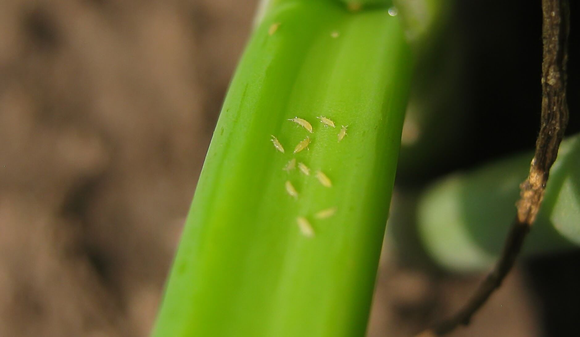 Greenhouse Pest Prevention: The Ultimate Guide - The Market Gardener