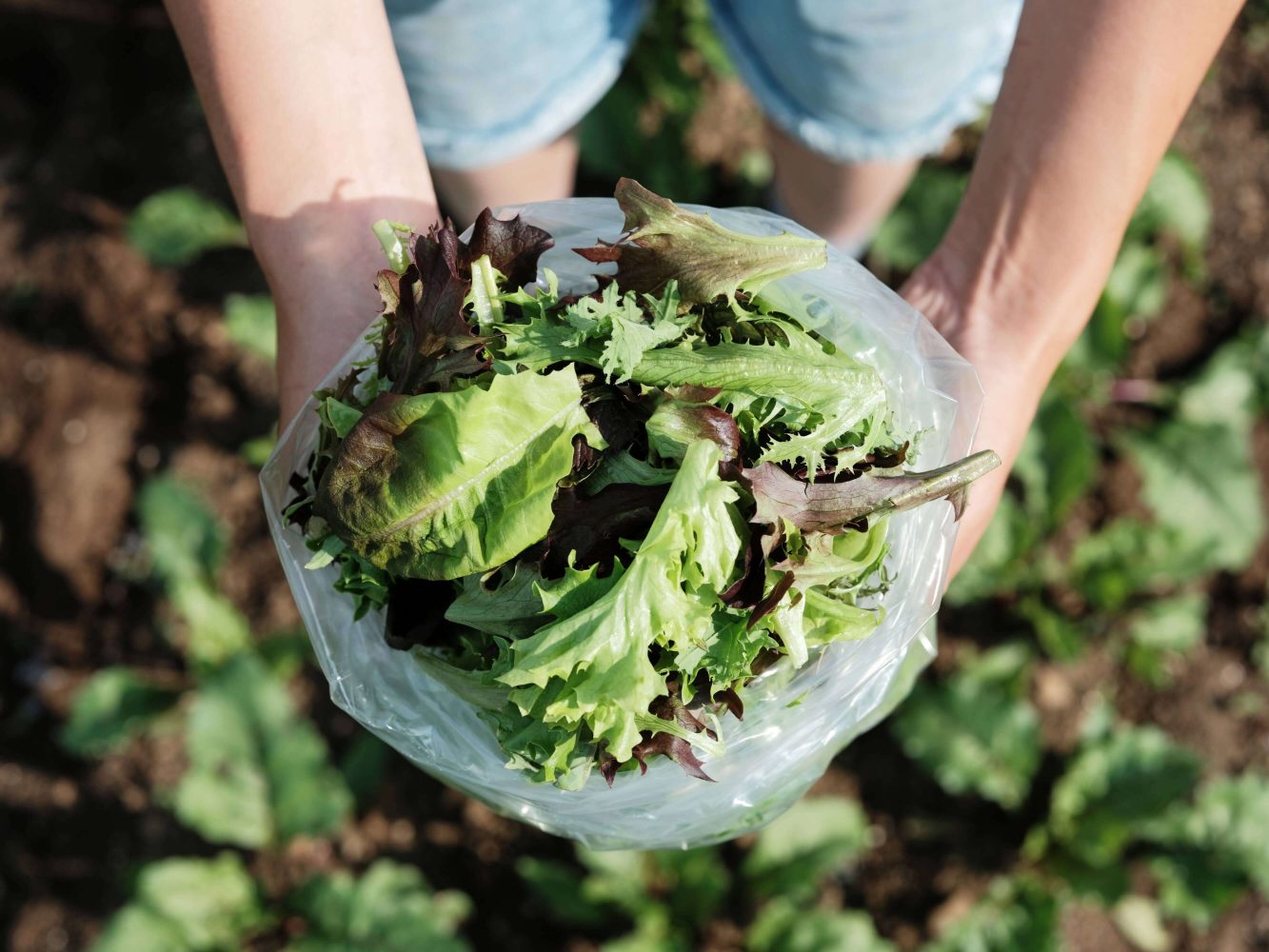 The 15 Most Profitable Crops for Small Farms - The Market Gardener