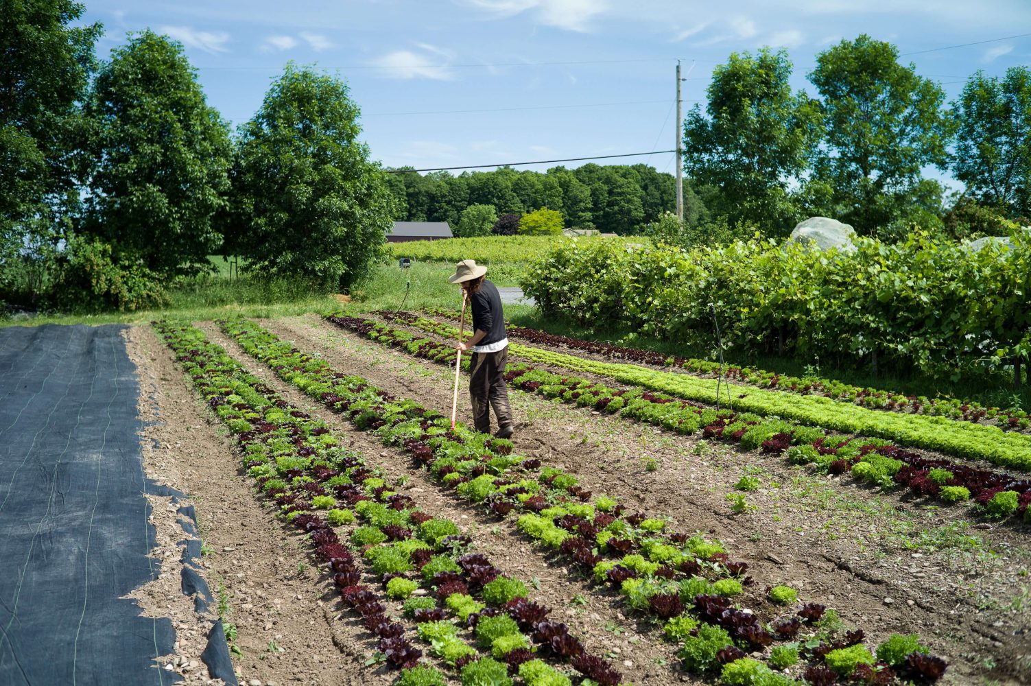 The 15 Most Profitable Crops for Small Farms - The Market Gardener